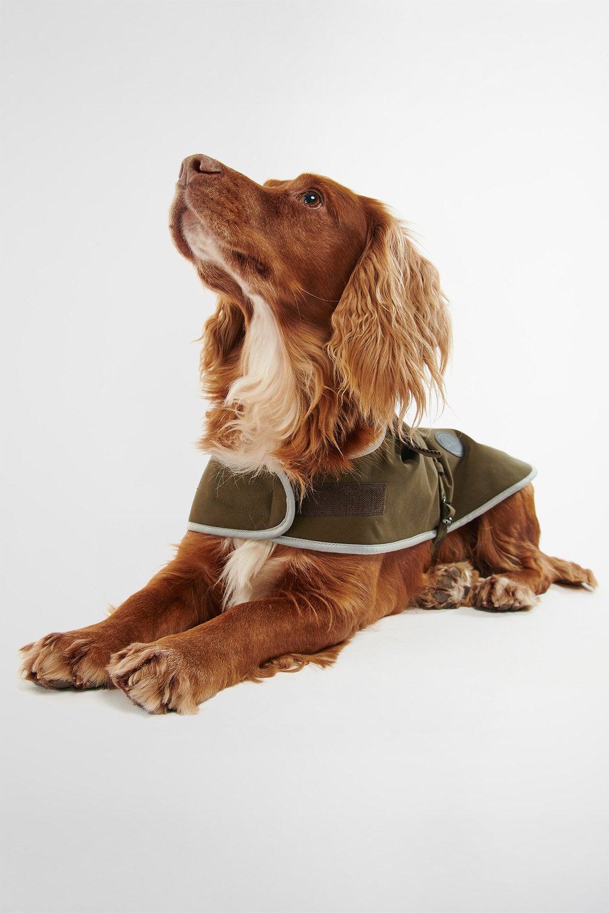 Barbour for Dogs | Shop Luxury Pet Accessories – WP Store